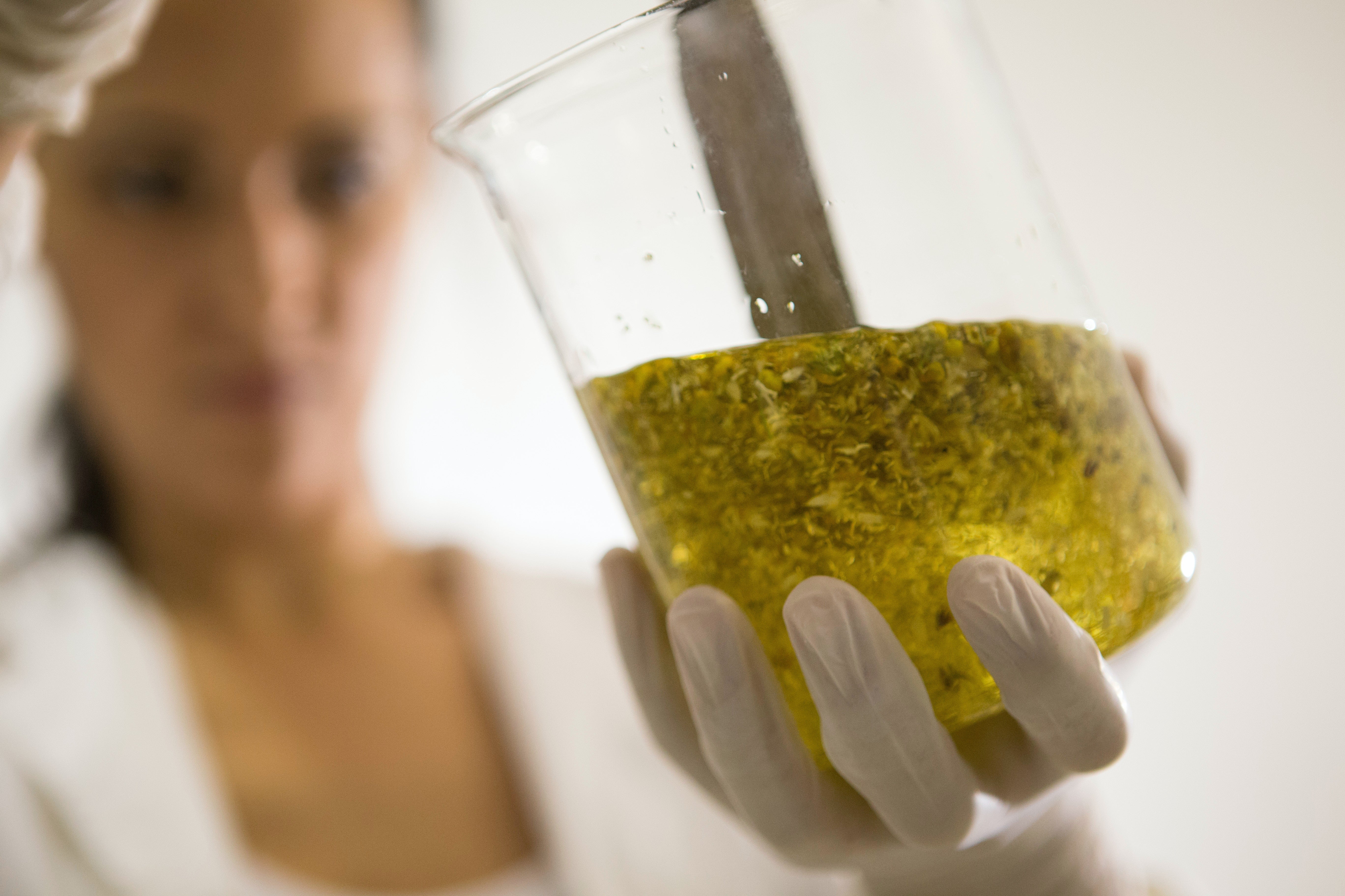 Selecting a Solvent: Comparing Water and Alcohol Extraction Methods ...