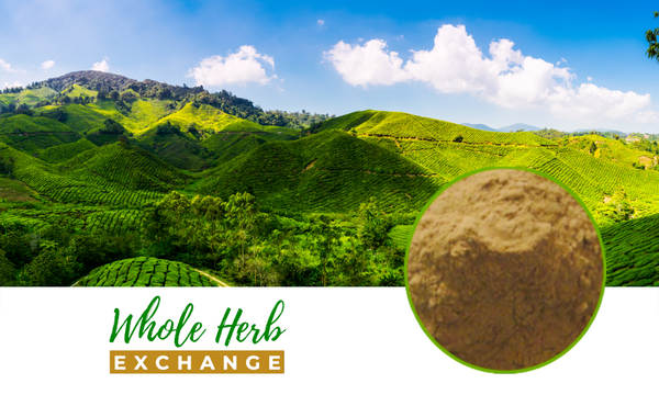 Safflower Full-Spectrum Extract Powder | Whole Herb Exchange