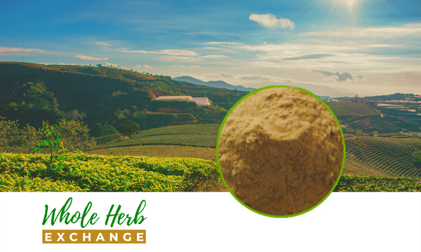 Japanese Helwingia Pith Full-Spectrum Extract Powder | Whole Herb Exchange