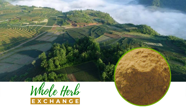 Longan Fruit Full-Spectrum Extract Powder | Whole Herb Exchange