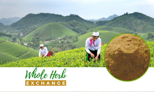 Terminalia Fruit Full-Spectrum Extract Powder | Whole Herb Exchange